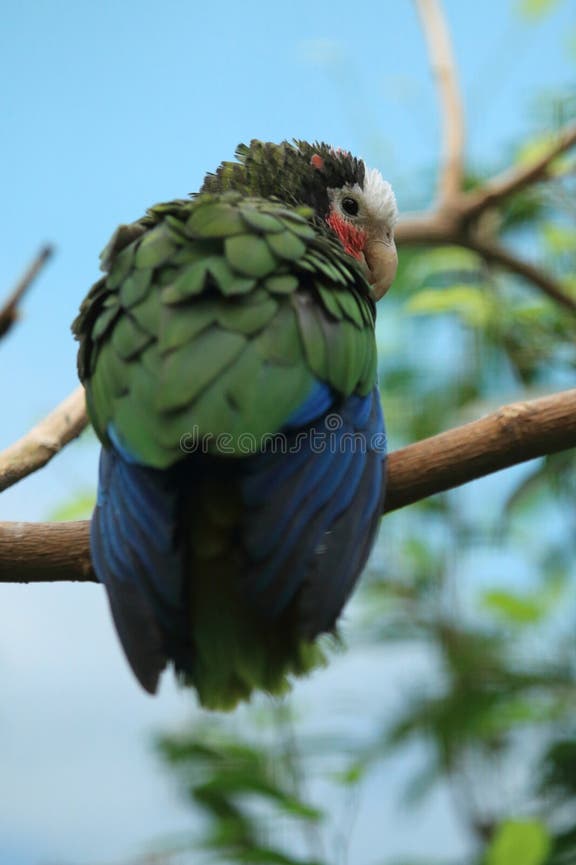 Cuban amazon stock image. Image of leucocephala, rose - 349784277