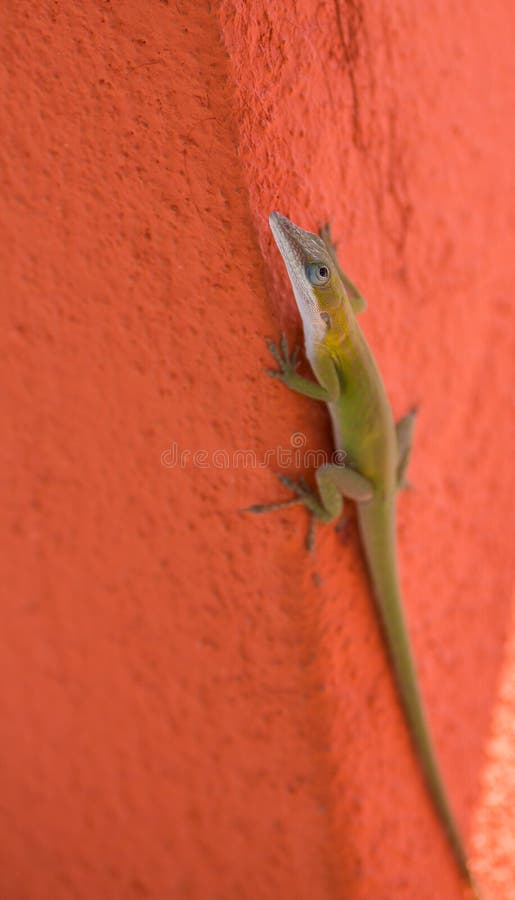 Cuban Anolis on red wall stock image. Image of animals - 40050779