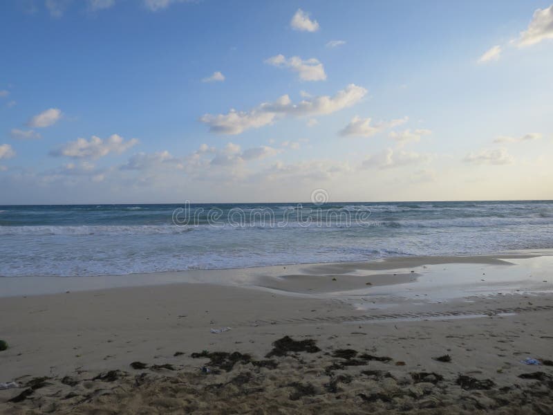 Cuban beach vacation sea stock photo. Image of palm, algae - 84367970