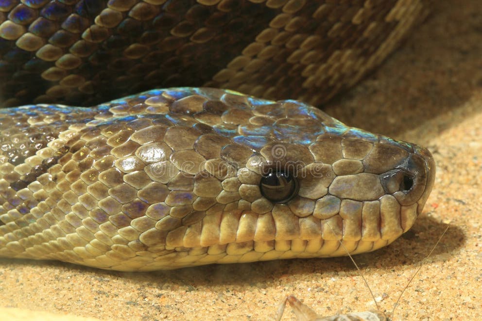 Cuban boa stock image. Image of detail, epicrates, angulifer - 27148071