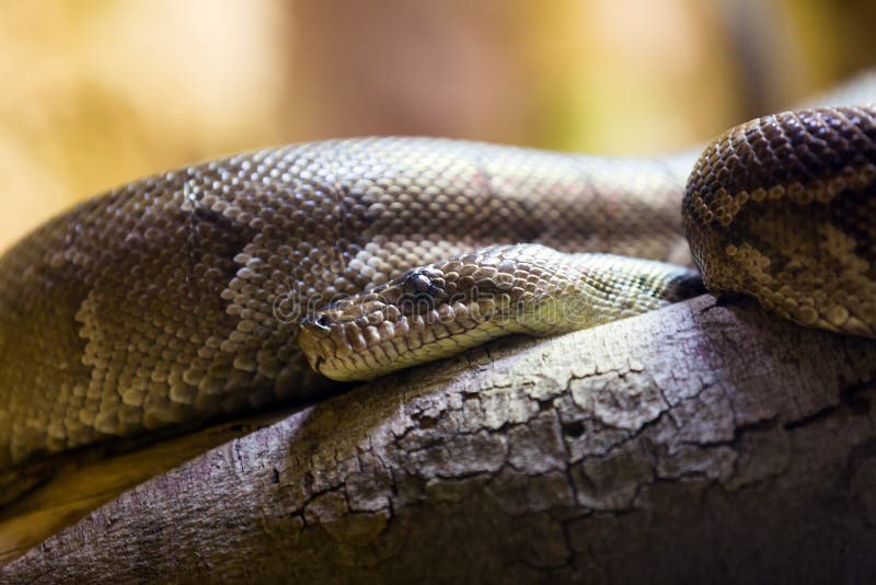 Cuban boa stock image. Image of cuban, scaly, predator - 56879161
