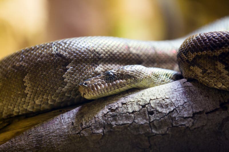 Cuban boa stock photo. Image of nature, green, cuban - 57484170