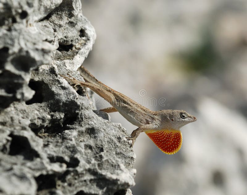 Cuban brown anole stock image. Image of anoles, calendar - 6124463