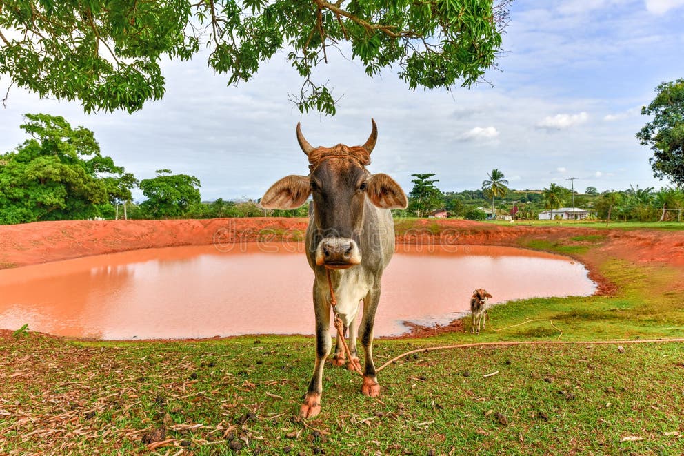 Cuban Cow stock image. Image of field, nature, farm, beautiful - 90467937
