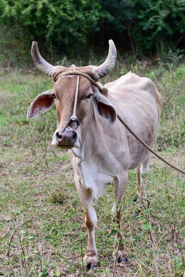 Cuban Cow stock photo. Image of grass, beautiful, view - 90467988
