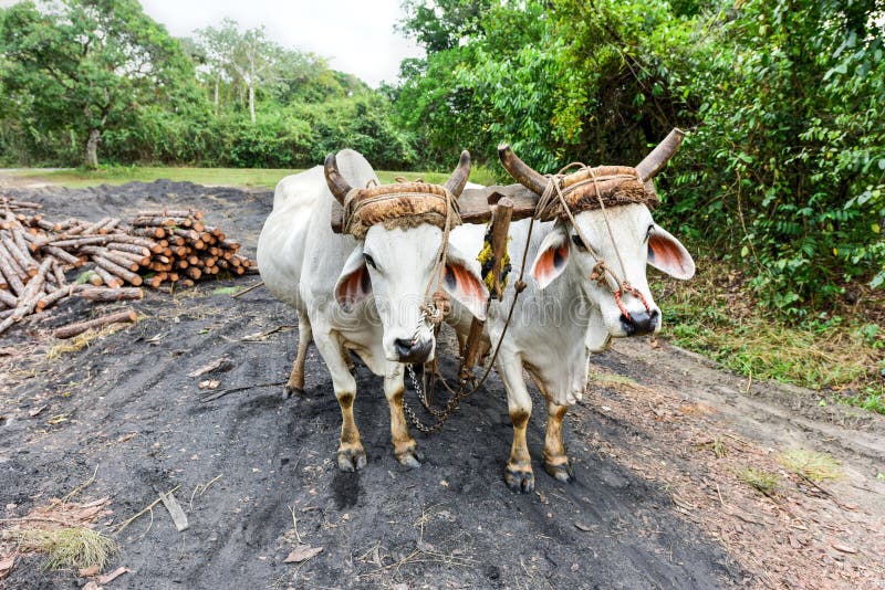 Cuban Cow stock photo. Image of grass, beautiful, view - 90467988