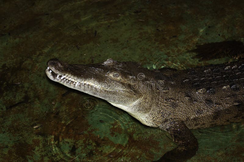 A Cuban Crocodile stock photo. Image of alligator, cuba - 235532164