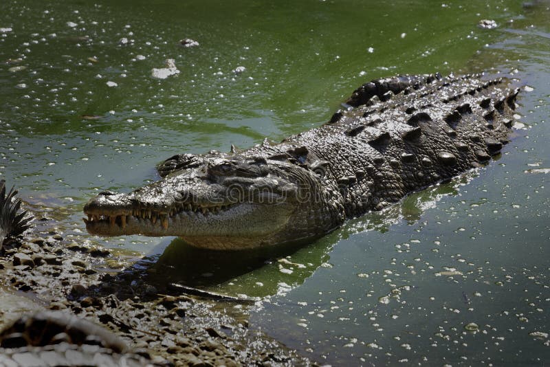 A Cuban Crocodile stock image. Image of beautiful, animals - 235532211