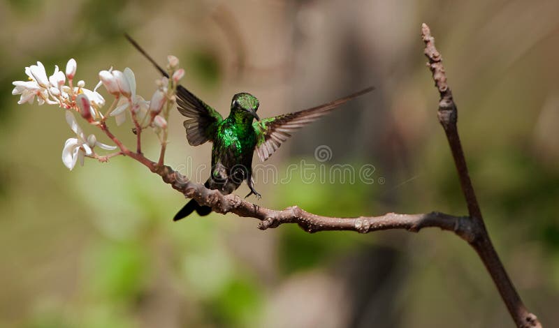 Jamaican National Bird