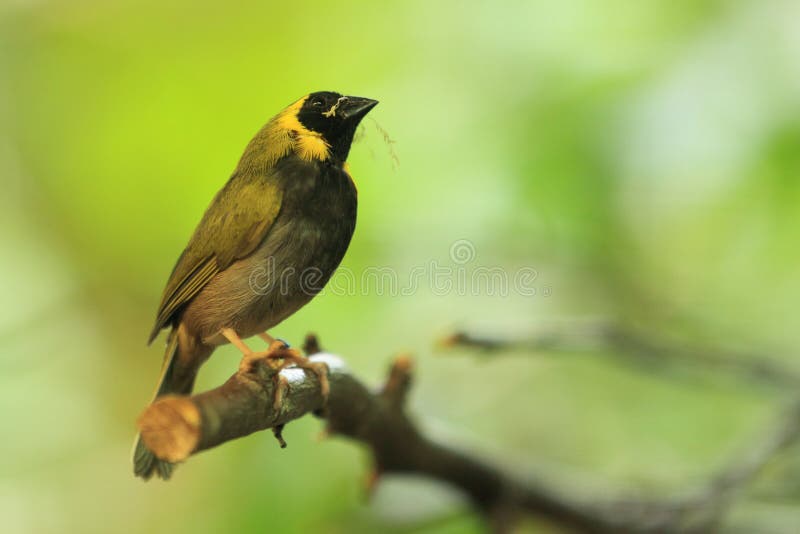 Cuban finch stock image. Image of branch, nature, tree - 26449103