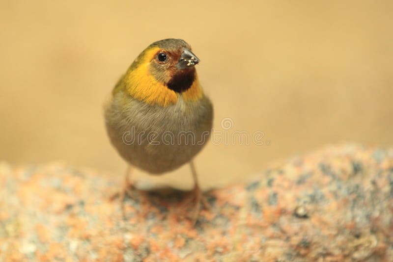 Cuban finch stock image. Image of cuban, rock, finch - 28838023