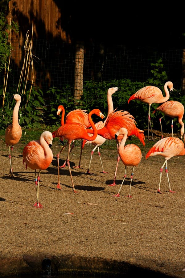 Cuban flamingo stock image. Image of nature, beautiful - 54371075