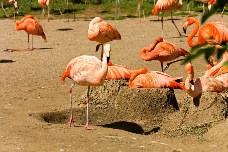 Cuban flamingo stock image. Image of exotic, grace, bath - 56555893