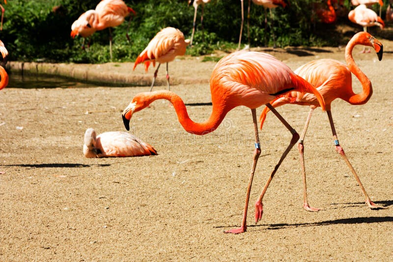 Cuban flamingo stock photo. Image of beauty, nature, animal - 56556178