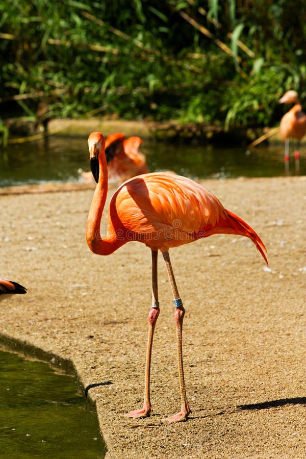 Cuban flamingo stock image. Image of grace, scenic, splash - 56556879