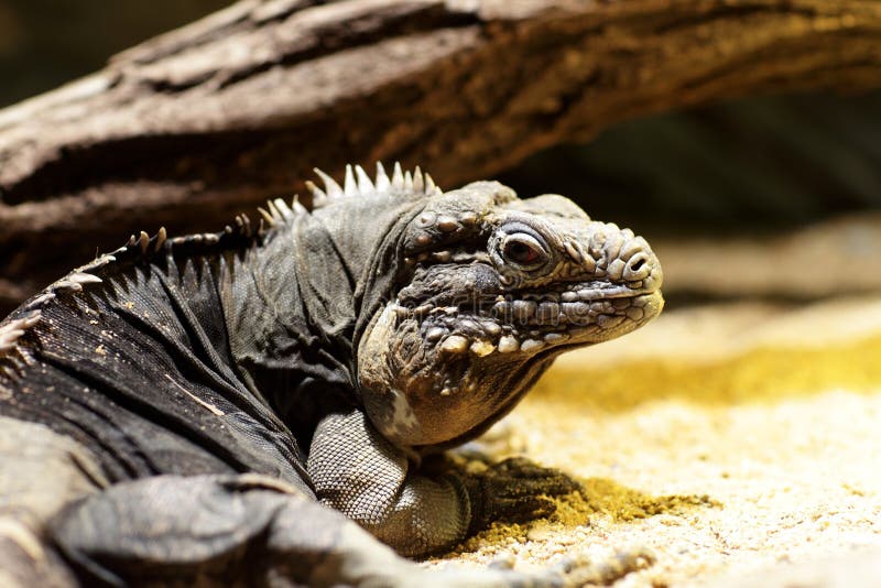 Cuban Ground Iguana in a Zoo Stock Photo - Image of lacerta, iguana ...
