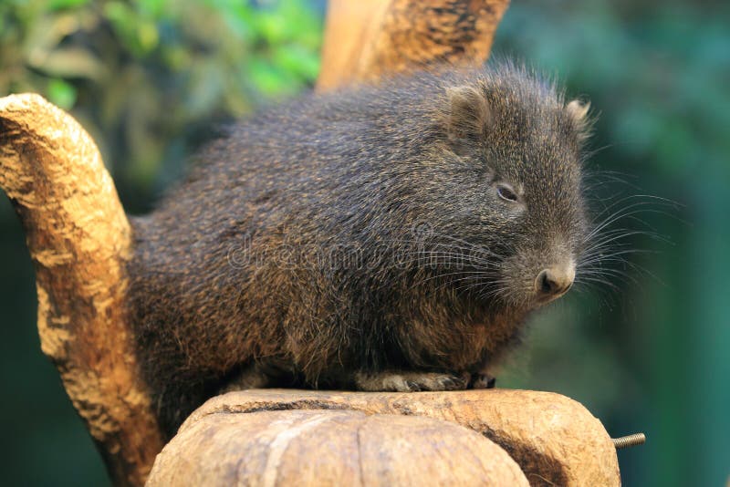 Cuban hutia stock photo. Image of pilorides, desmarest - 28343092