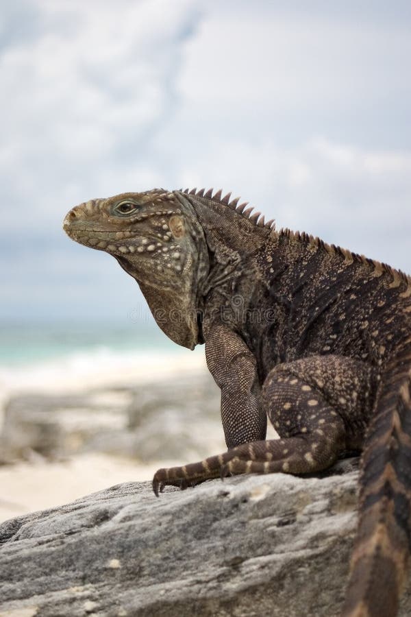 Cuban Iguana stock photo. Image of animal, cuba, beach - 22648334