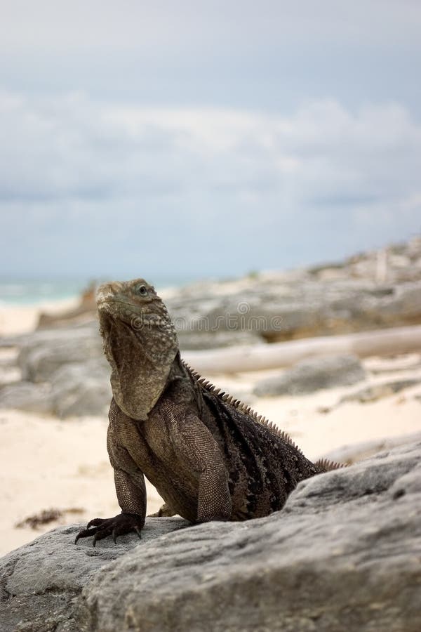 Cuban Iguana stock photo. Image of caribbean, exotic - 22987034