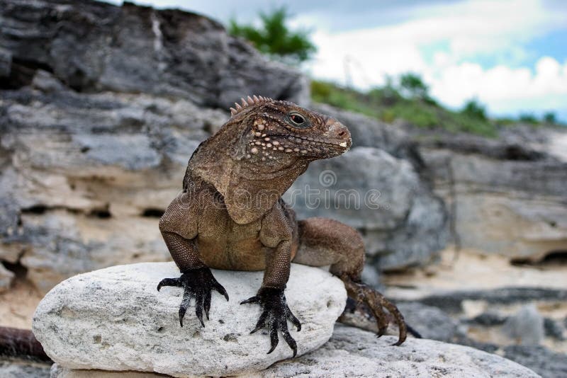 Cuban Iguana stock photo. Image of iguana, tropical, animal - 23576294