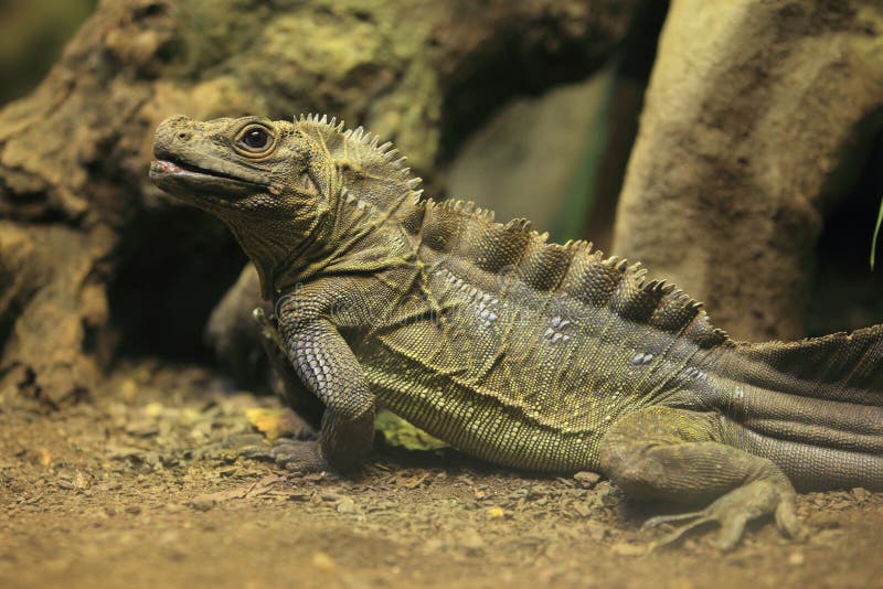 Cuban iguana stock photo. Image of rock, cuban, west - 24857908