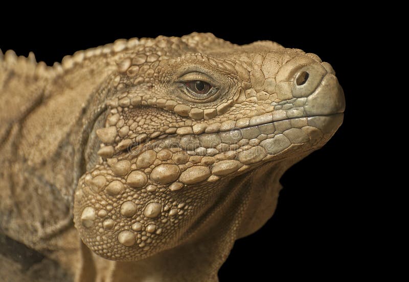 Cuban iguana stock photo. Image of profile, prehistoric - 27639942