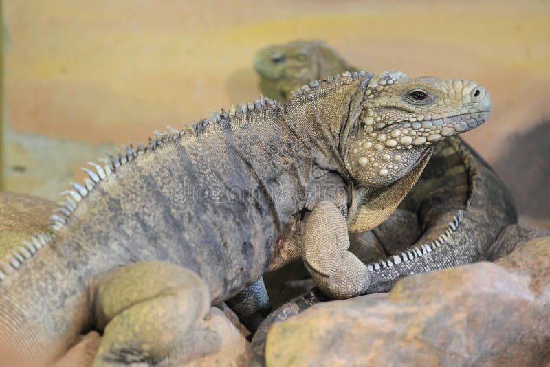 Cuban iguana stock image. Image of animal, reptile, cuban - 29138615