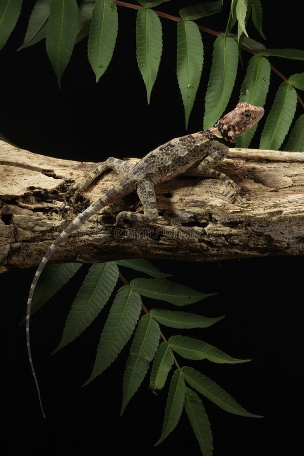 Knight anole stock image. Image of yellow, pets, territorial - 19480433