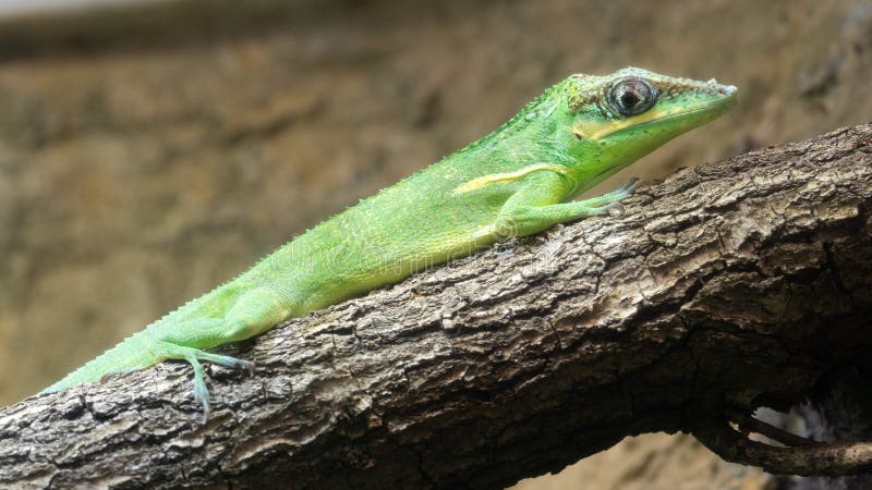 Cuban Knight Anole, Anolis Equestris Stock Image - Image of outdoors ...