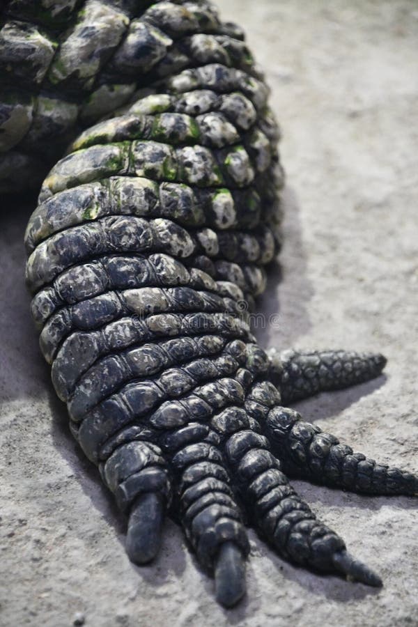 A Cuban Nile Hybrid Crocodile Stock Image - Image of african, niloticus ...