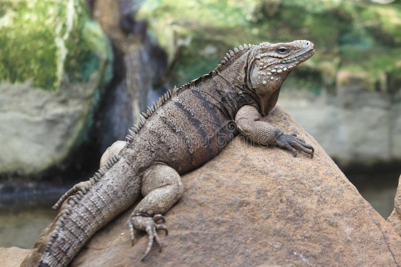 Cuban rock iguana stock image. Image of cuba, nature - 273090569