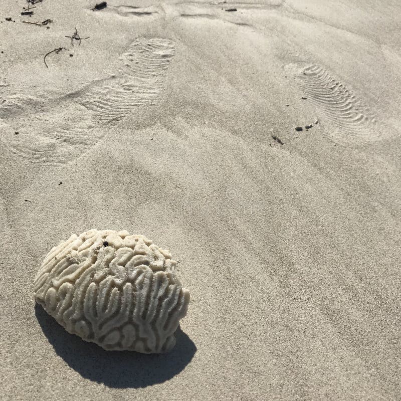 Sand stock image. Image of cuba, sand, cuban, brain - 110583983