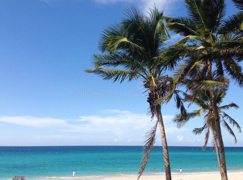 Cuban Ocean Photo With Palm Trees And Beach Stock Image - Image of ...