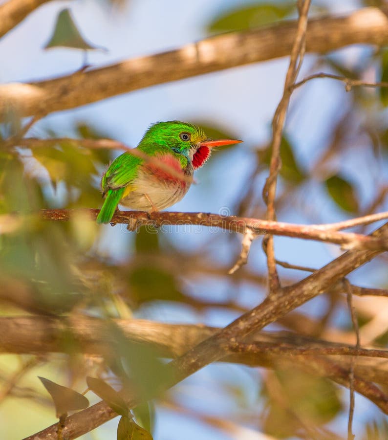 Cuban Tody (Todus Multicolor) Endemic Species Stock Photo - Image of ...