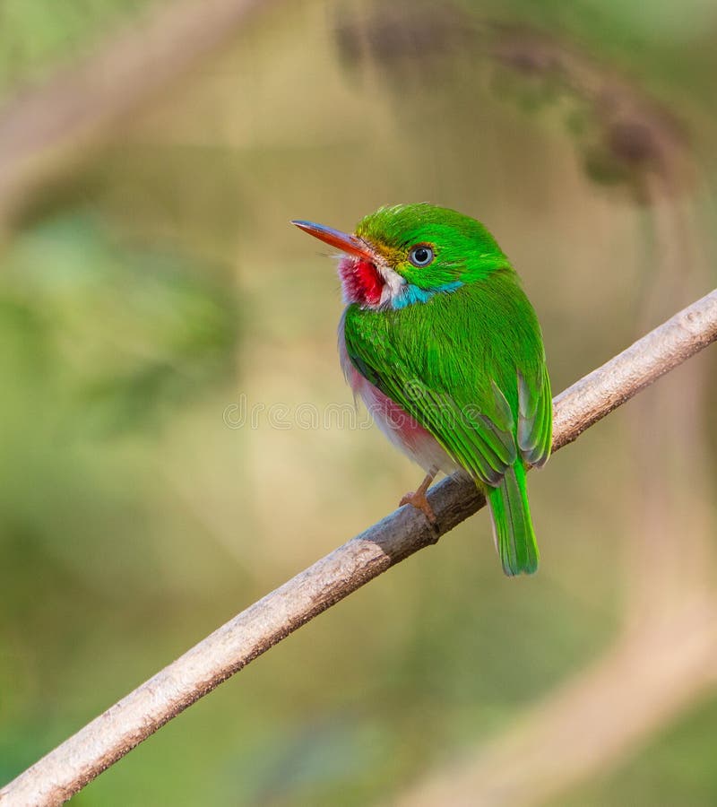 Cuban Tody on a branch stock photo. Image of fauna, detailed - 38441688