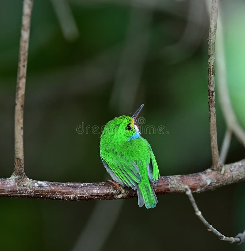 Cuban Tody (Todus Multicolor) Endemic Species Stock Photo - Image of ...