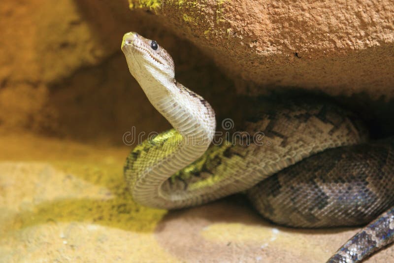 Cuban tree boa stock image. Image of reptile, angulifer - 29272899