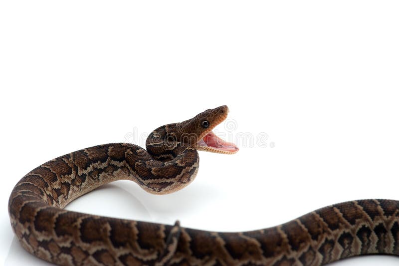 Cuban Tree Boa Attack Pose Isolated on White Background Stock Photo ...