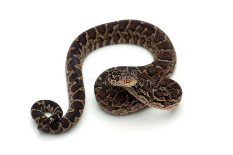 Cuban Tree Boa Attack Pose Isolated on White Background Stock Photo ...