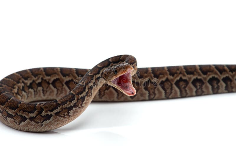 Cuban Tree Boa Attack Pose Isolated on White Background Stock Image ...