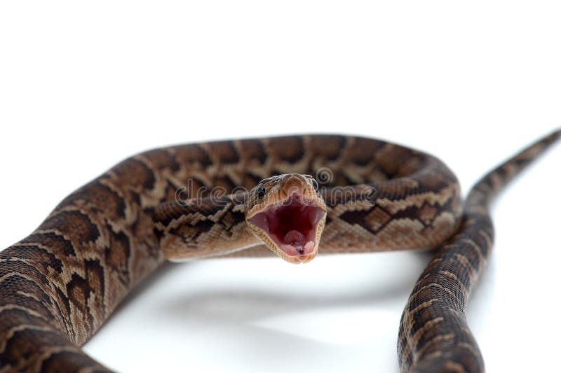Cuban Tree Boa Attack Pose Isolated on White Background Stock Image ...