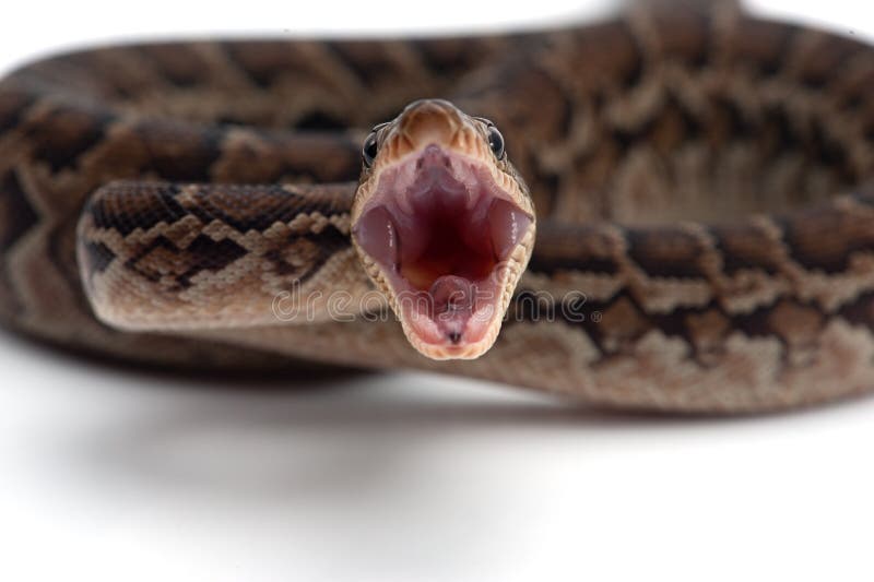 Cuban Tree Boa Attack Pose Isolated on White Background Stock Photo ...