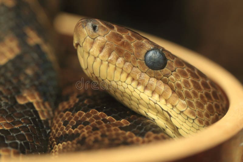 Cuban tree boa stock image. Image of nature, tree, adult - 276653321