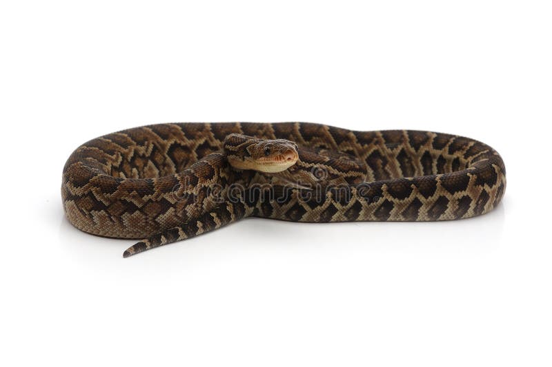 The Cuban Tree Boa Isolated on White Background Stock Photo - Image of ...