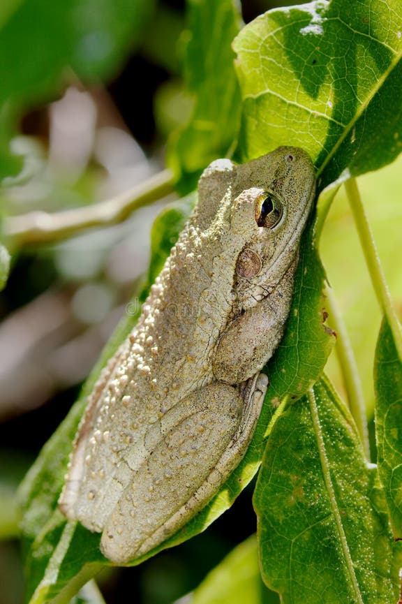 Cuban Tree Frog stock photo. Image of caribbean, face - 23731358