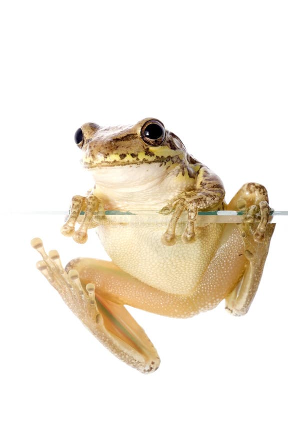 Cuban Tree Frog Climbing stock image. Image of clear - 10798651