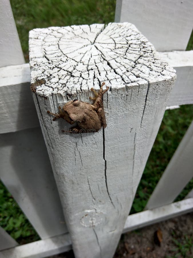 Cuban Tree Frog on Fence Post Stock Image - Image of frog, amphibians ...