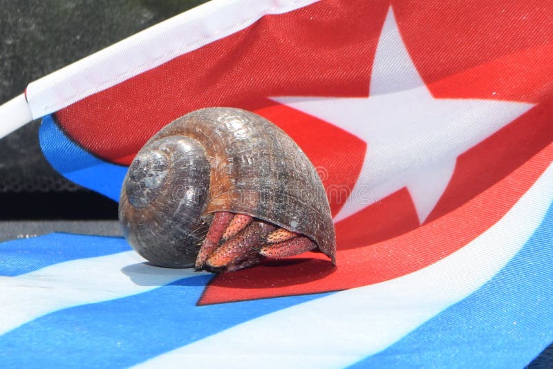 A Cuban Typical Snail Over the Cuban Flag Stock Photo - Image of states ...