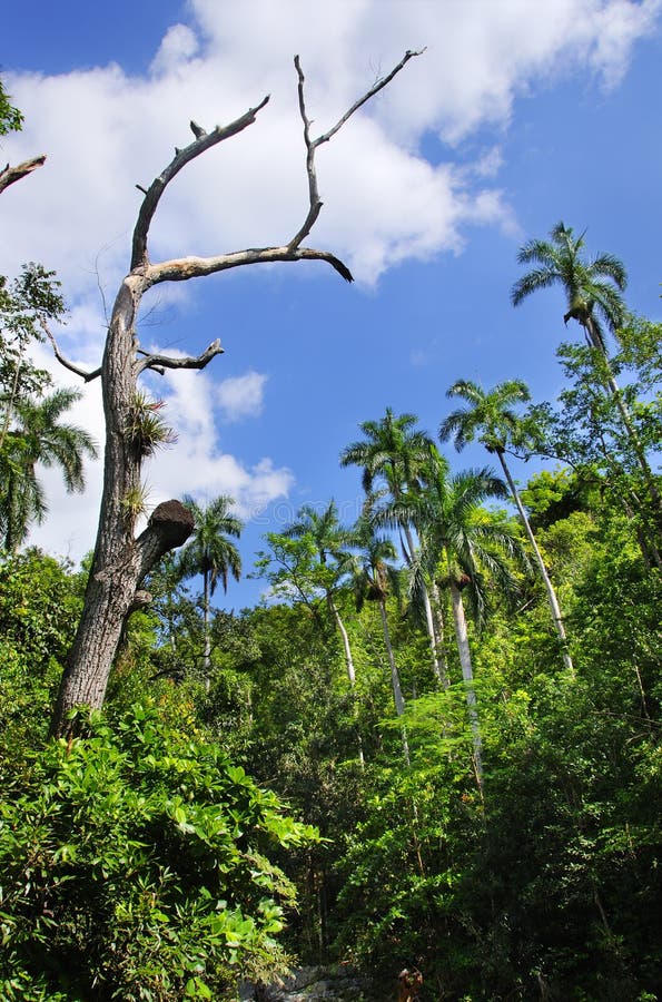 Cuban Vegetation at Escambray Sierra Stock Image - Image of countryside ...