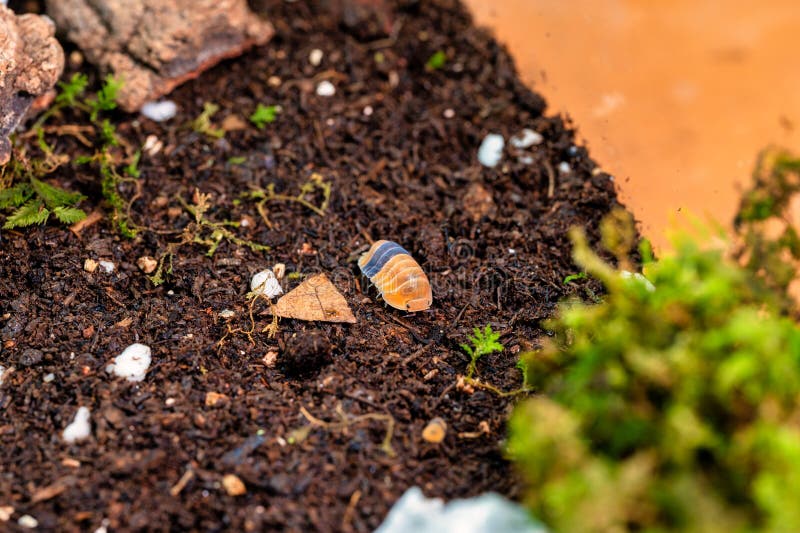 Cubaris sp. Amber ducky stock photo. Image of louse - 253383032